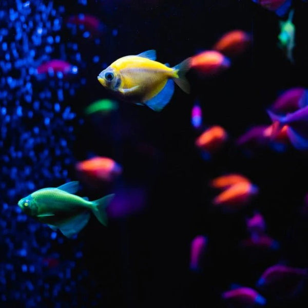 Cloning Aqua Pets & Fish Aquarium Shop in Salem – cloningaquapets