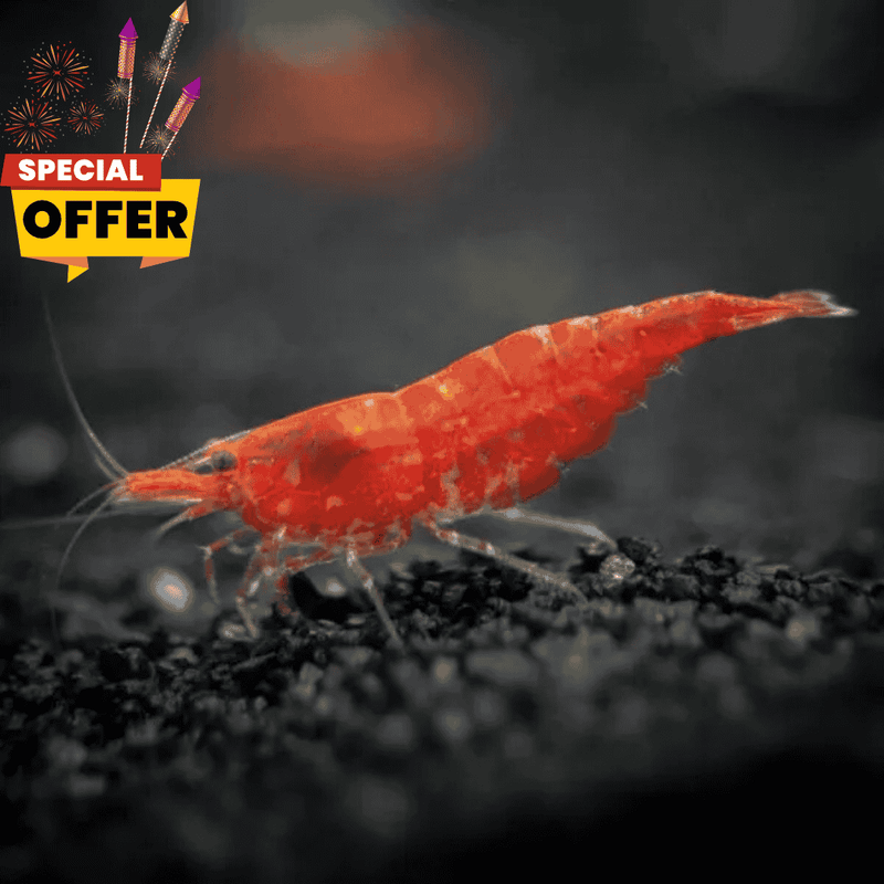 Cloning Aqua Pets & Fish Aquarium Shop in Salem – cloningaquapets