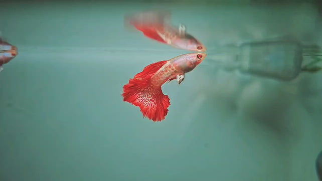 Cloning Aqua Pets & Fish Aquarium Shop in Salem – cloningaquapets