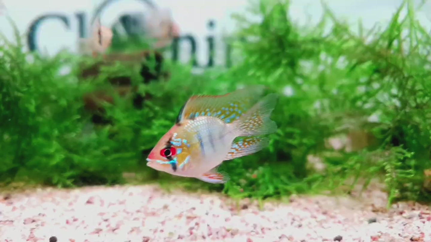 Cloning Aqua Pets & Fish Aquarium Shop in Salem – cloningaquapets