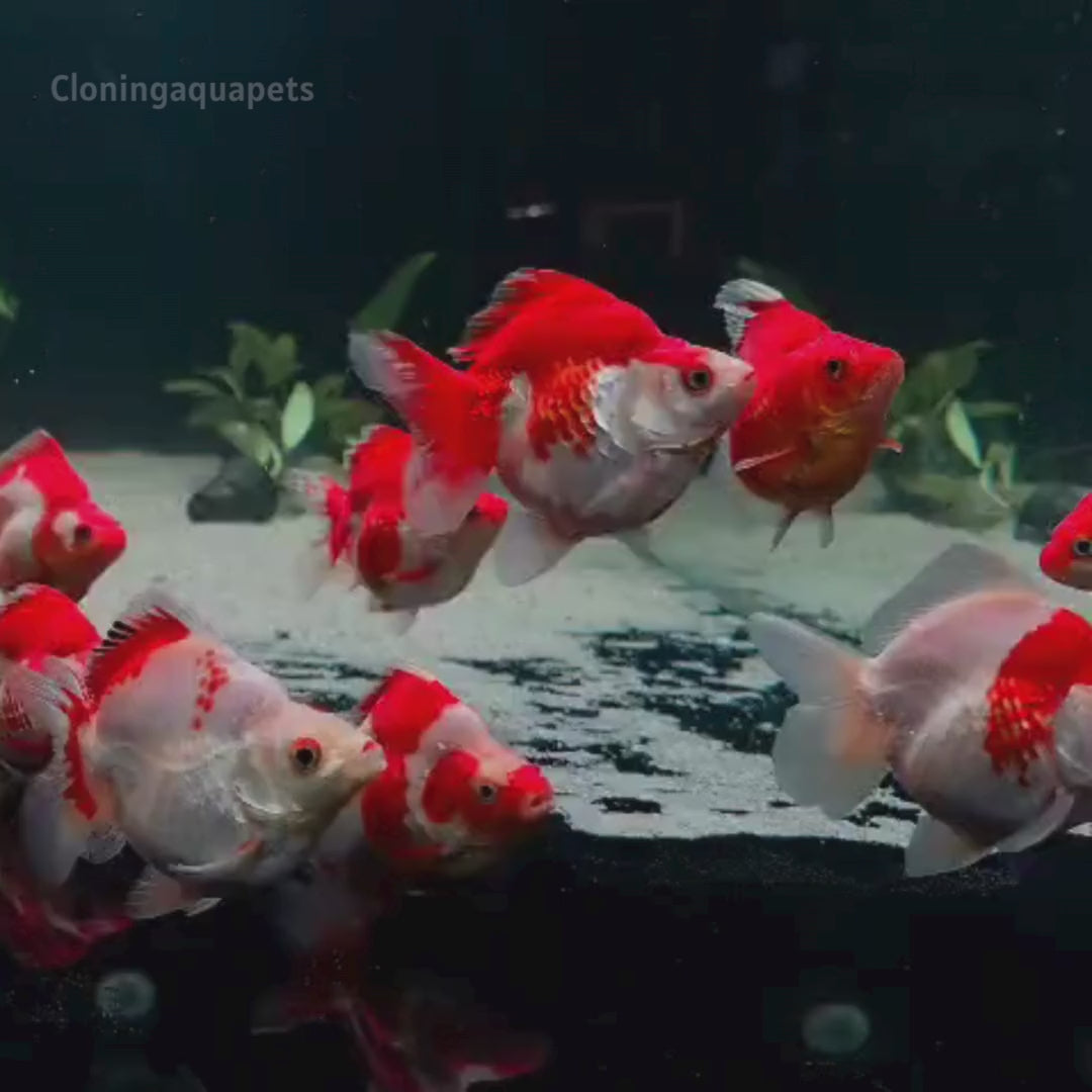 Live Fish Ryukin Gold Fish (3 Inches) | Single – cloningaquapets