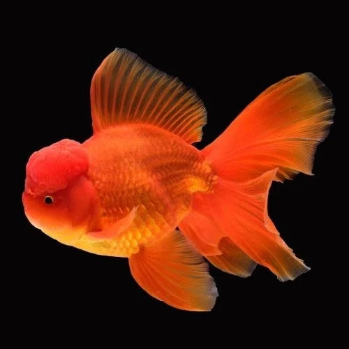 Gold Fish Rose Tail Butterfly Giant Oranda (3-4 Inches) | Single (Copy ...