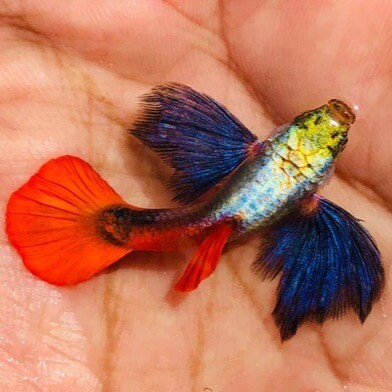 Guppy Red Tail Dumbo Ear – Vibrant Freshwater Aquarium Fish ...